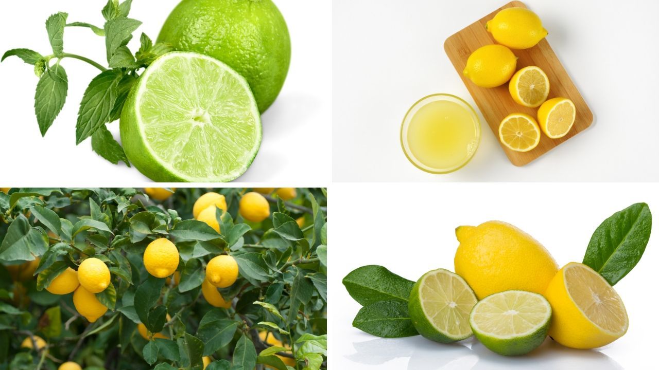 Lemon: Evidence-based Health Benefits - Leafyaroma®