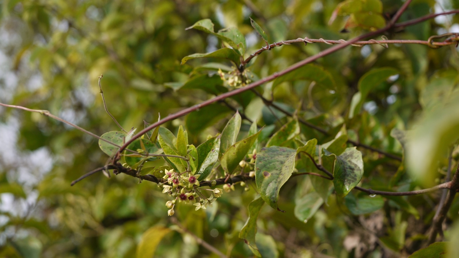 How to Use Fresh Giloy Stem - Leafyaroma®